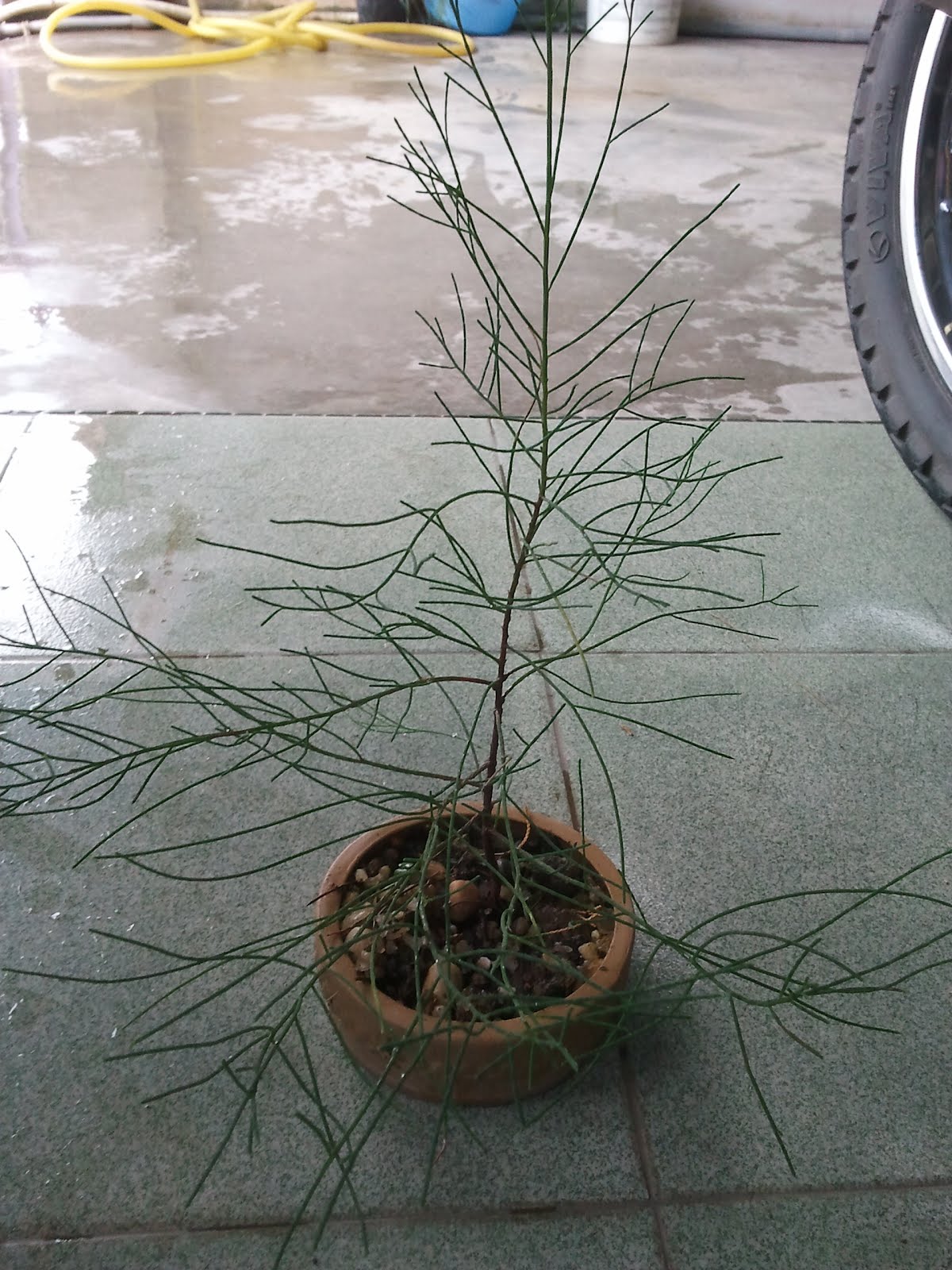 Yanashimi Bonsai: Step 1 : Casuarina @ Pokok Rhu