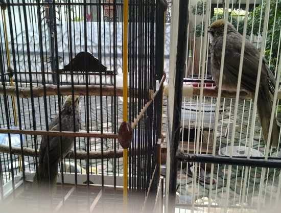 RIDHO BIRD FARM: stcok cucak rawa/rowo dan harganya