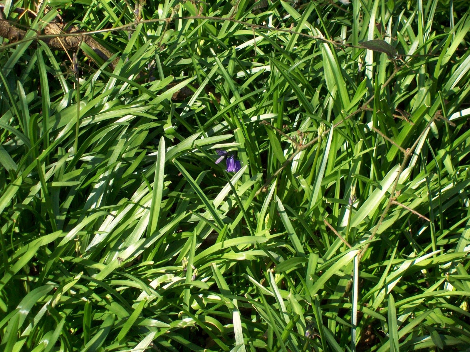 Species of UK: Week 19: Bluebells (Hyacinthoides non-scripta)