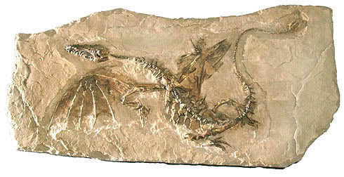 Hatinya TerTariK SEJARAH: misteri fosil naga