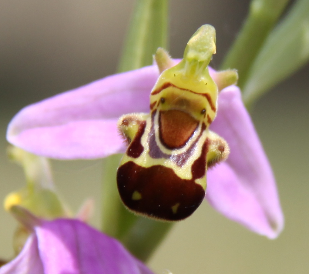 The story of our life returning to England from Braye-sous-Faye: Bee ...