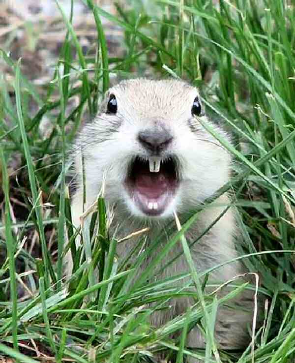 Funny Scared Animals