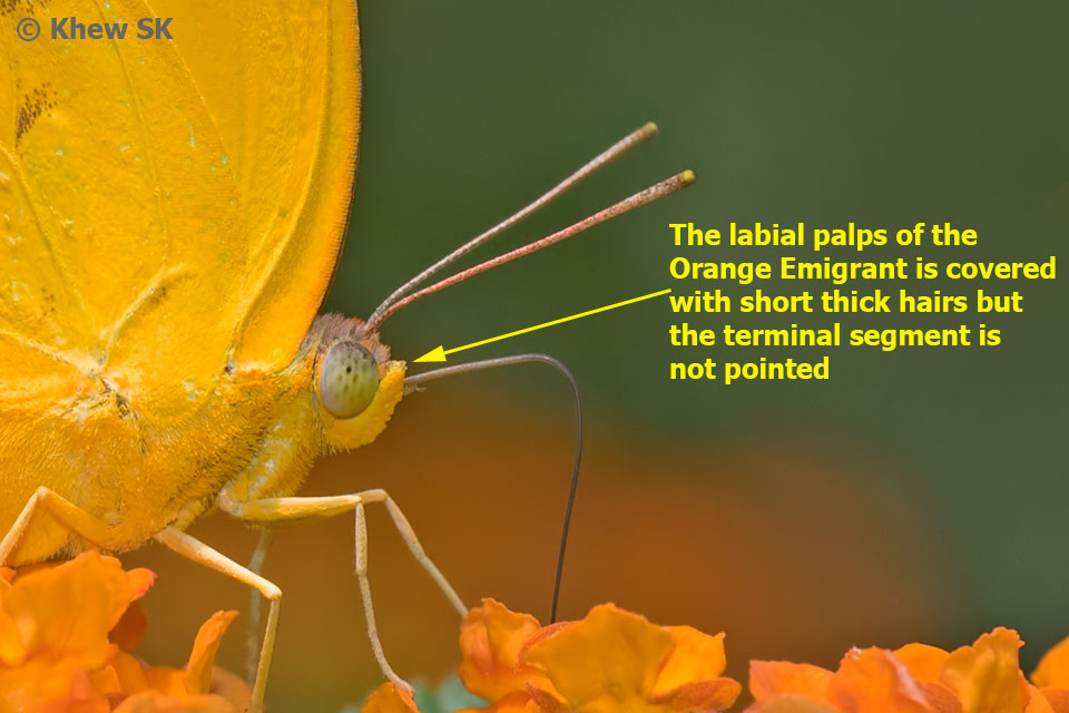 Butterflies of Singapore: The Butterfly Labial Palps