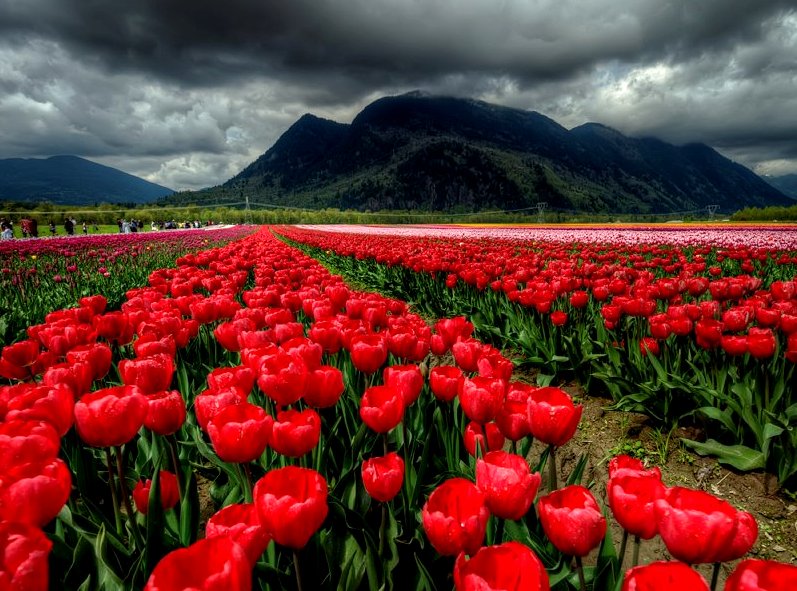 Keindahan Bunga dan Alam Semulajadi - Relaks Minda