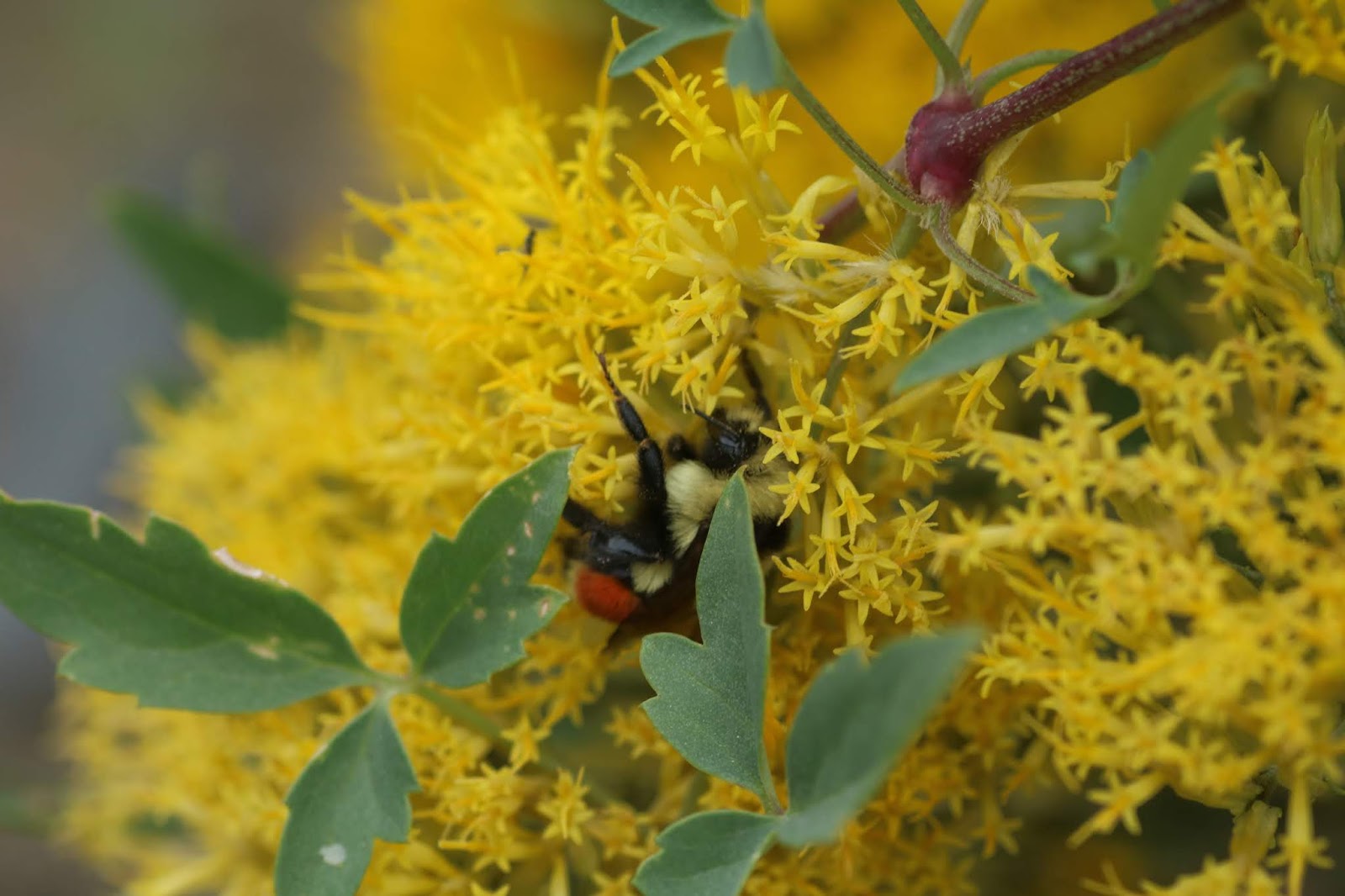 MObugs: Colorado Insects----Hunt's Bumblebee