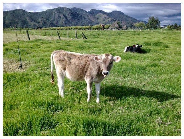 Generalidades de la Ganadería Bovina.: Pardo Suizo