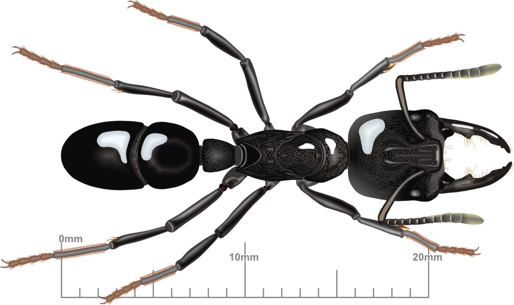 - Ants of Southern Africa -: Ants that are larger than 10mm long