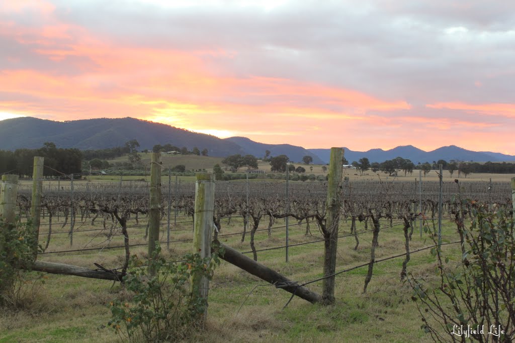 Lilyfield Life: Tinonee Estate in The Hunter Valley