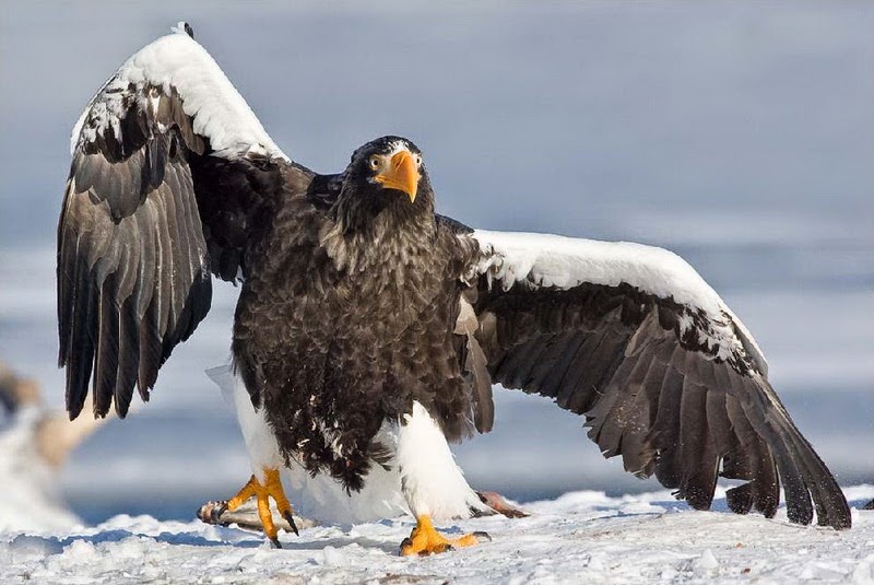 Steller's Sea Eagle ~ Pictures Of Animals