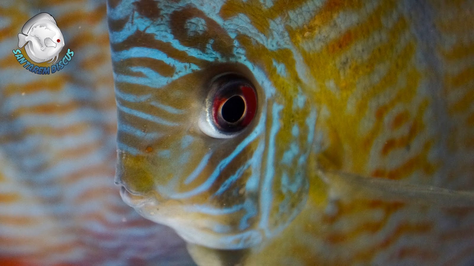 Discus Since 1987 : The Most Rare Wild Discus