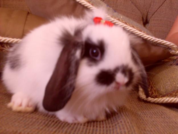 Mini Coelhos São Lucas: CURIOSIDADES SOBRE OS MINI COELHOS