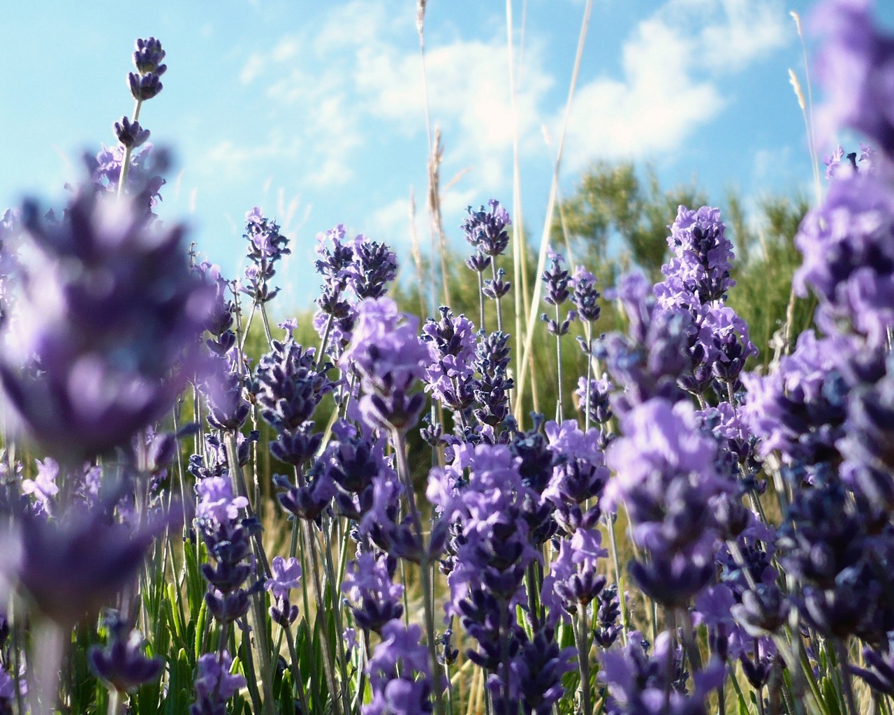 Beautiful Flower Wallpapers For You: Spring Wallpaper