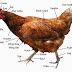 Anatomi dan Fisiologi Ayam | Belajar Unggas