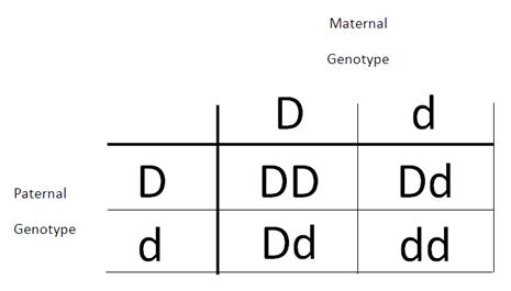 The GENEX Blog: How Genetic Recessives Work