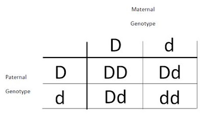The GENEX Blog: How Genetic Recessives Work