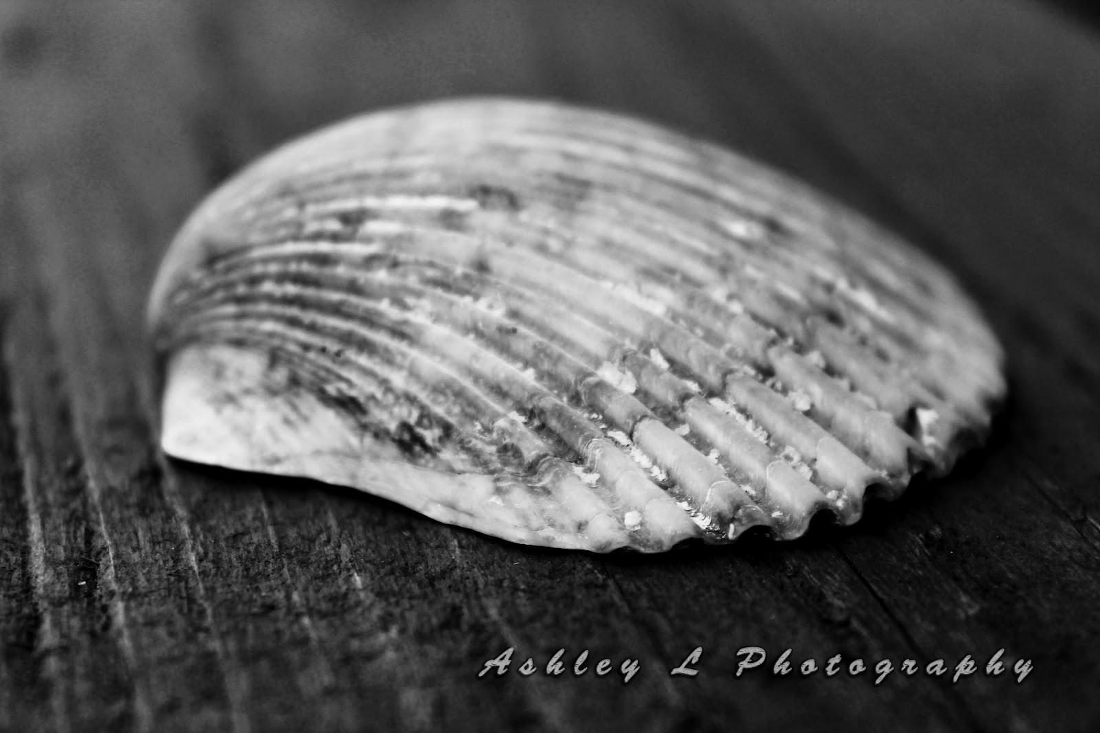 Ashley L Photography: Sea Shells