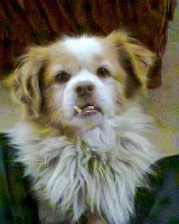 Ayudame a volver a casa: Scott perrito cruce de pekines blanco con ...