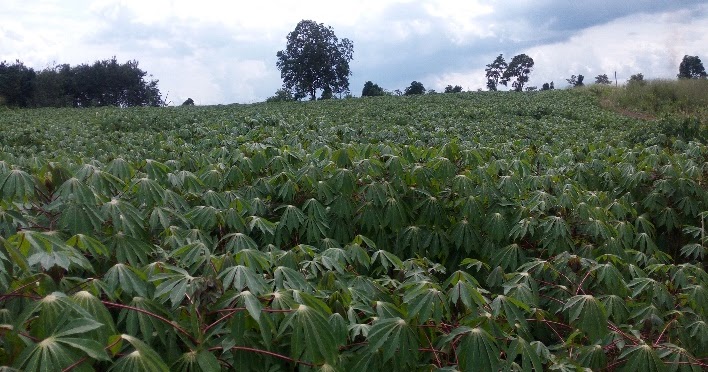 .: Bringing Good Agronomic Practices to the Farmers’ Door Steps: