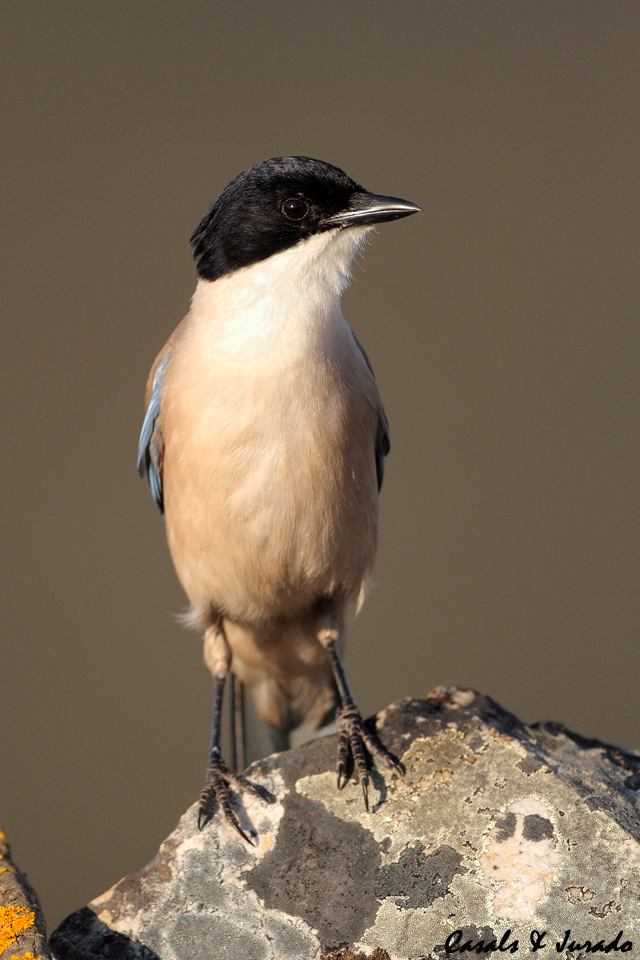 CRÒNIQUES NATURALISTES: PASSERIFORMES II