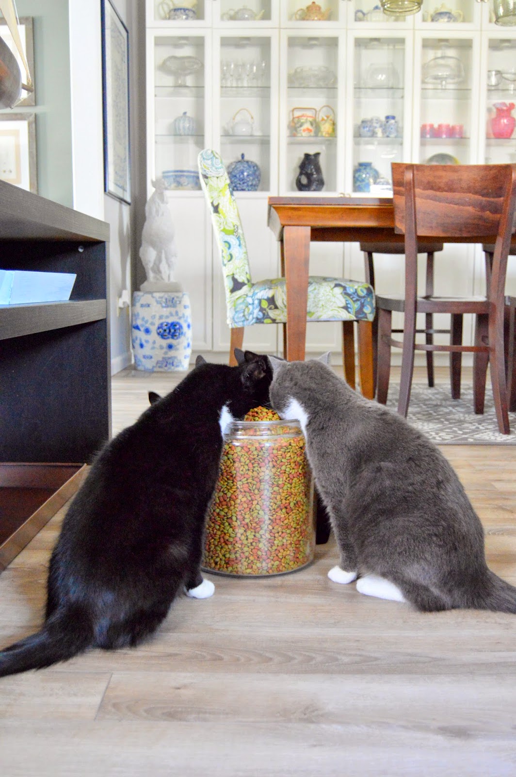 My Five Men: Cat Whispering