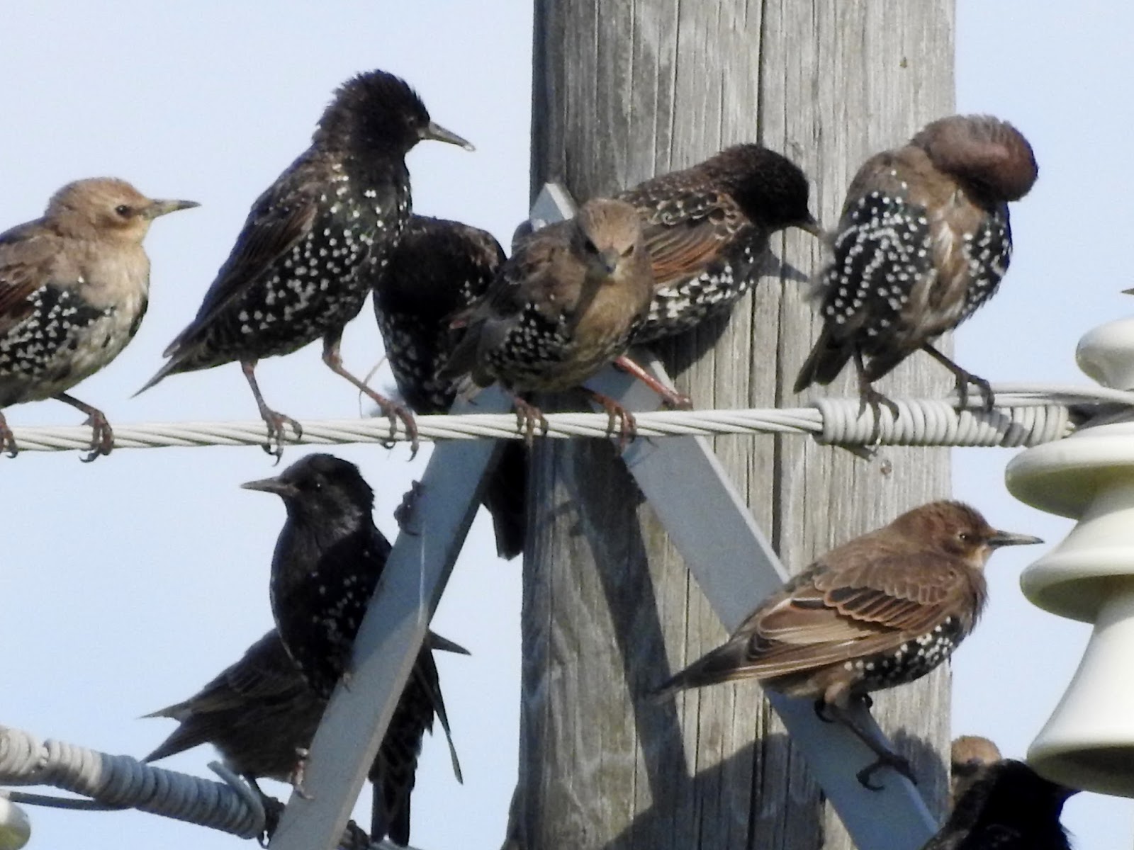 KOTTARAISESTA KOTVASEN