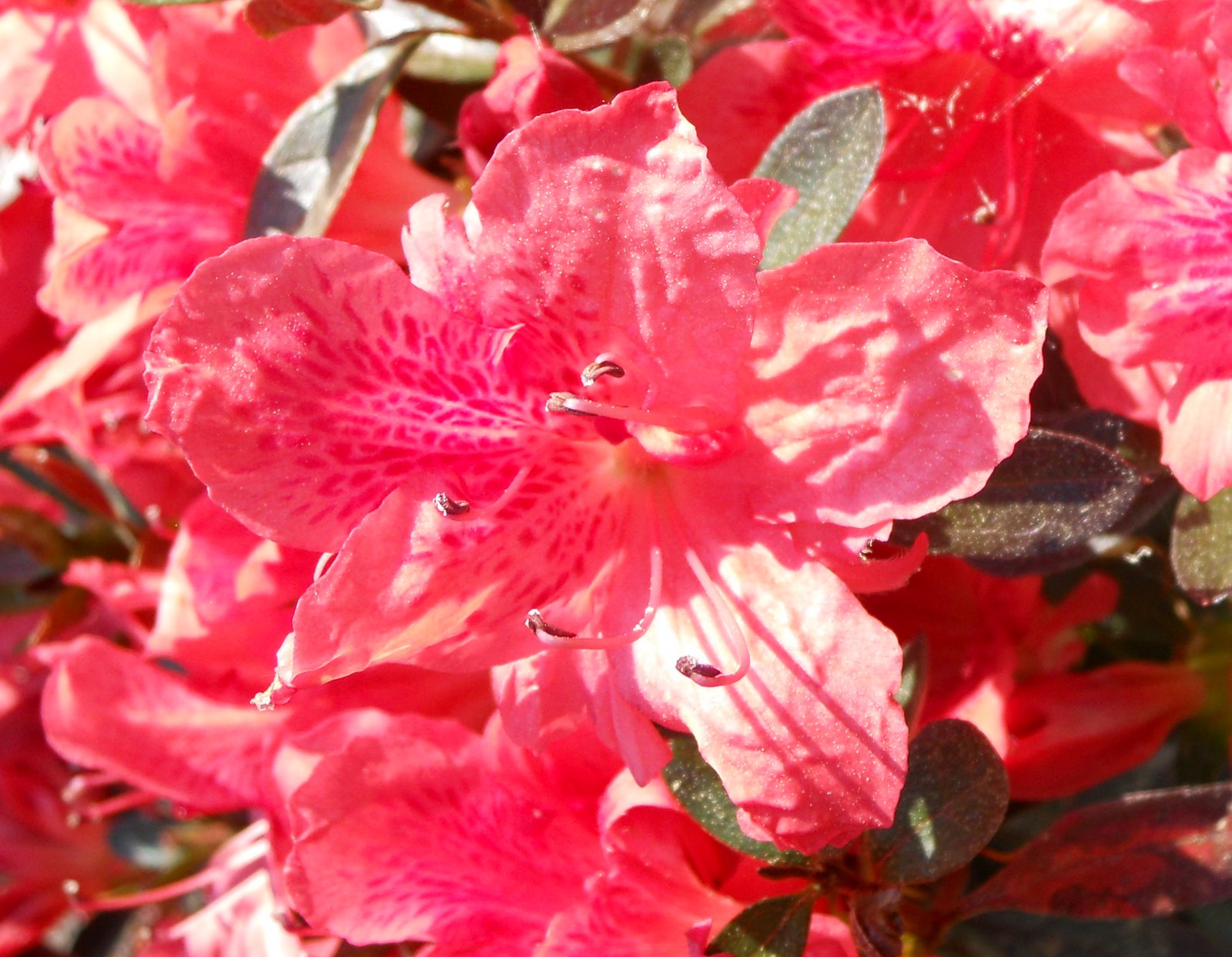 Georgia Home Garden: Fashion Azaleas
