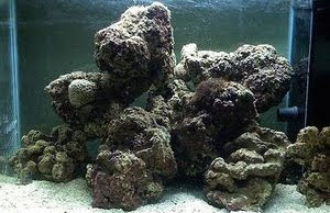 Acuario Atlantida: QUÉ ES LA ROCA VIVA