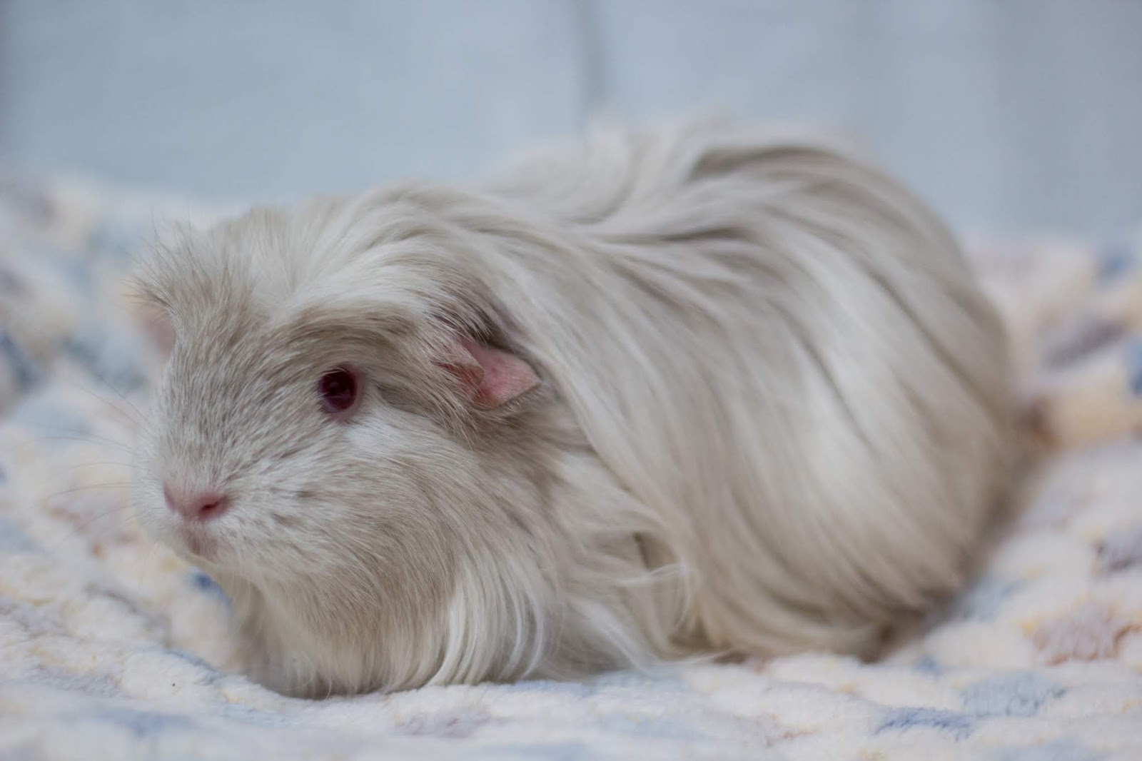 Chov morčat - Pluto: Samice