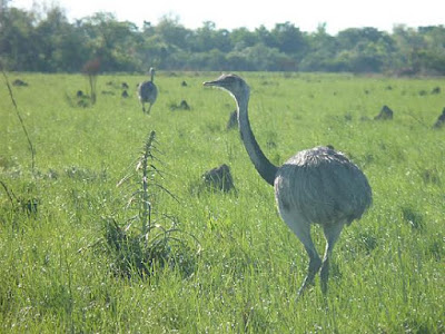 Cultura Guaraní: Información sobre el Ñandú