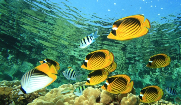 Moخtalaf: Excursions in Hurghada