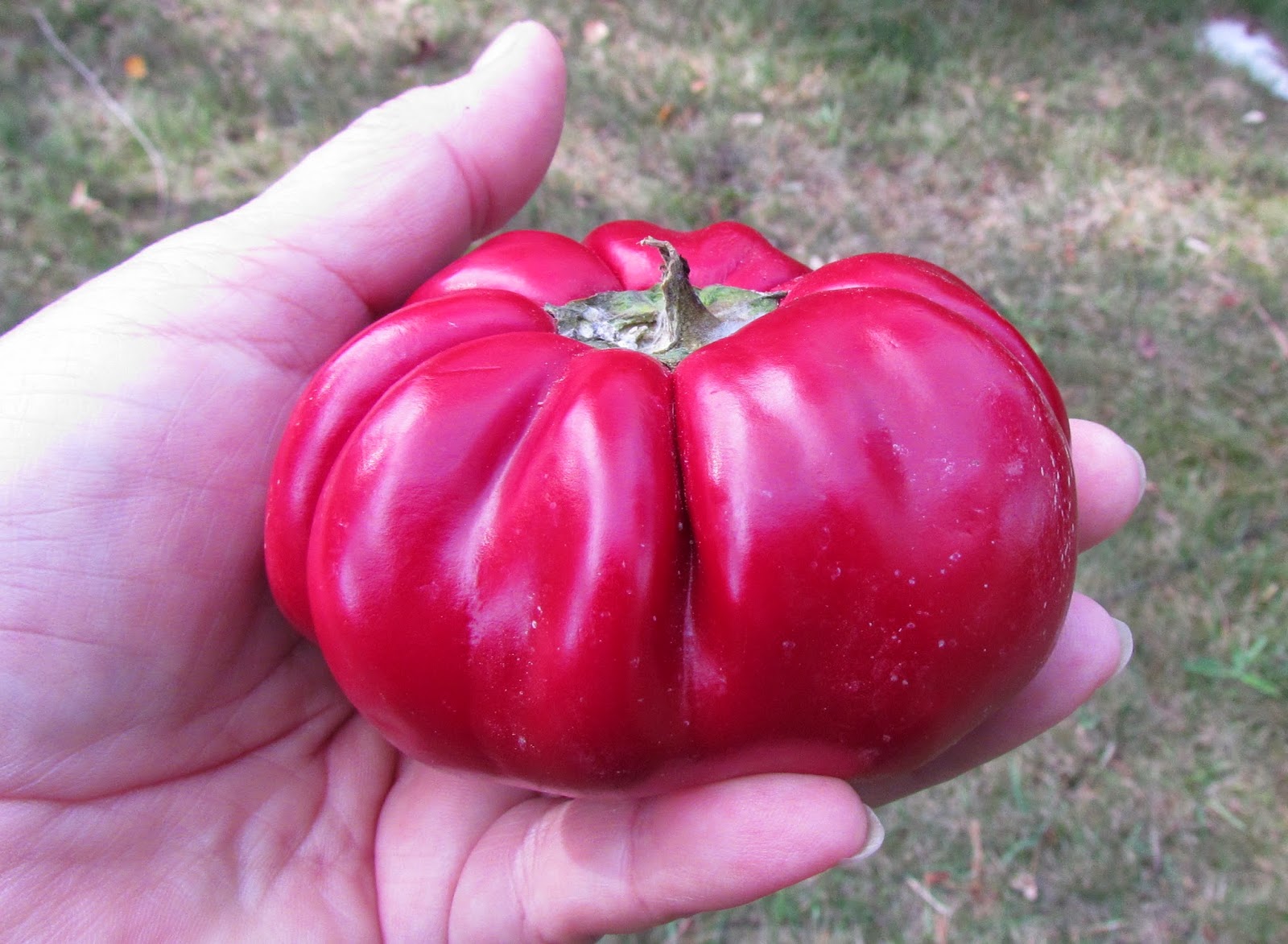 Seed Revolution Now!: Red Ruffled Pimiento