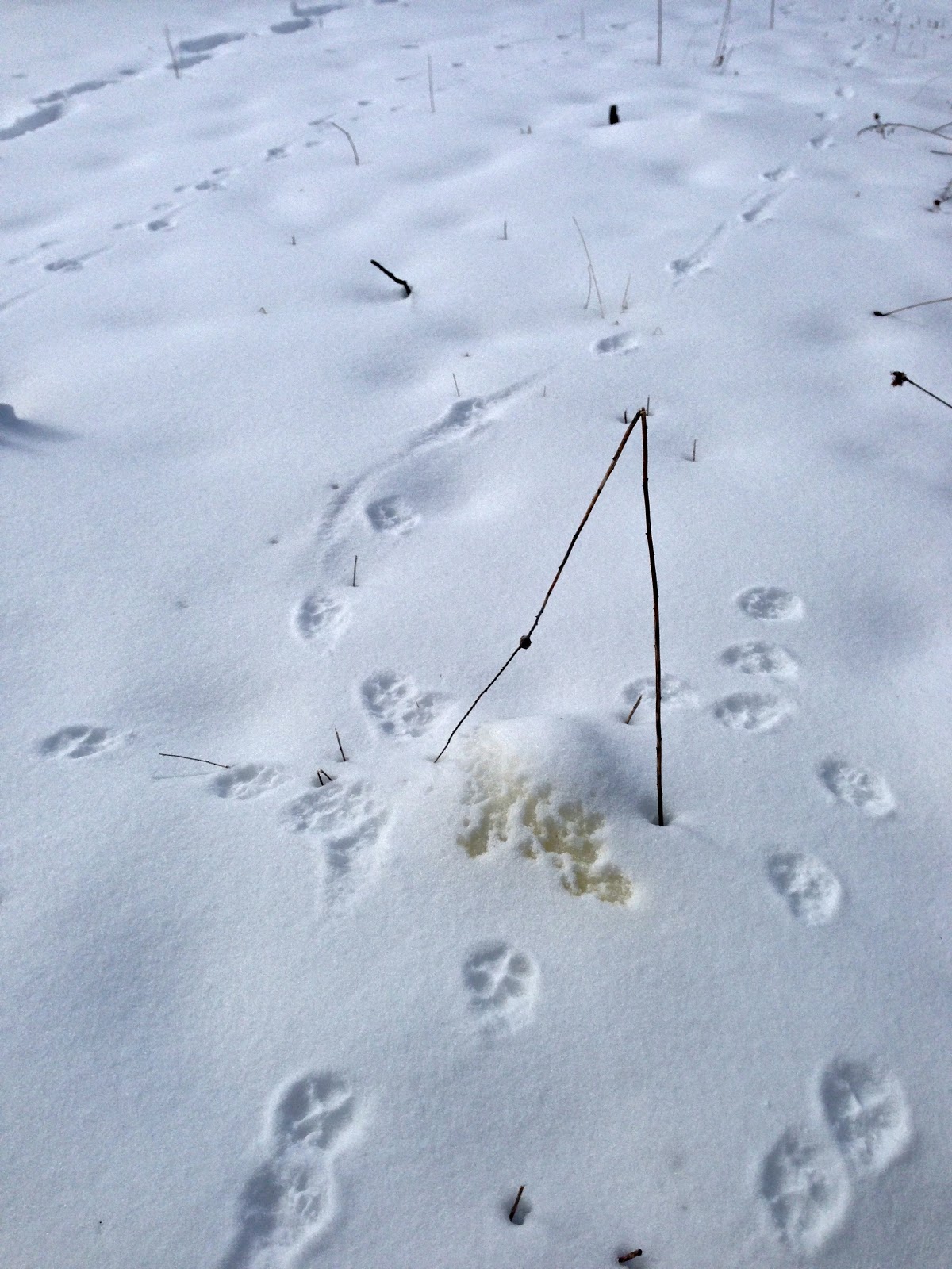 Bloody Snow Footprints