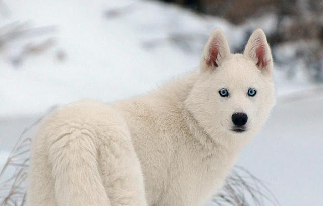 White Wolf : Amazing Dogs: 25 Fascinating Facts About Our Best Friends