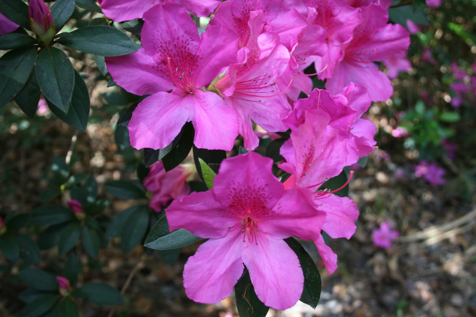 [93+] Purple Azalea Bush Télécharger | Unique PhotoPNG