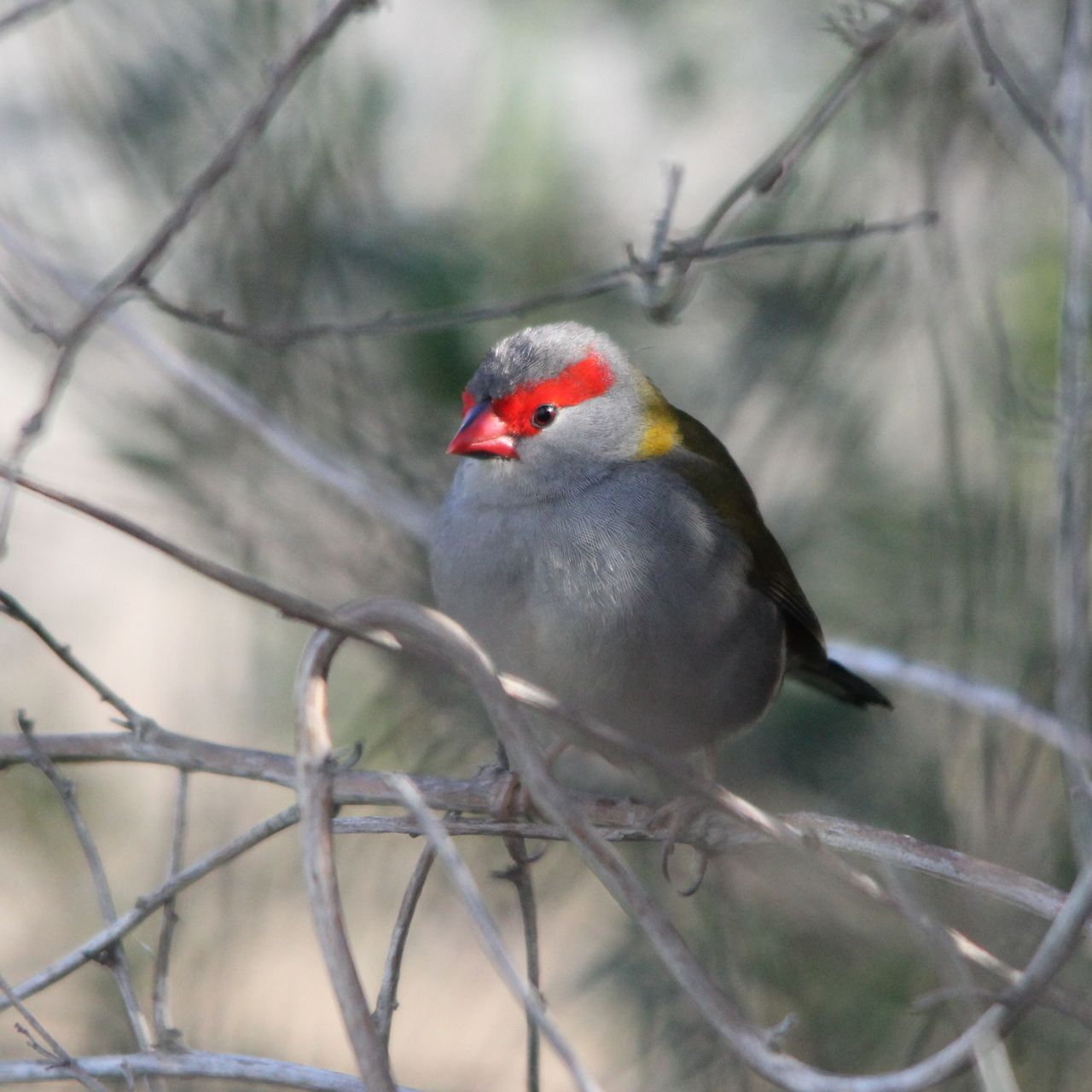 Pete's Flap Birding Aus: There for the "ticking"! Red-browed finch