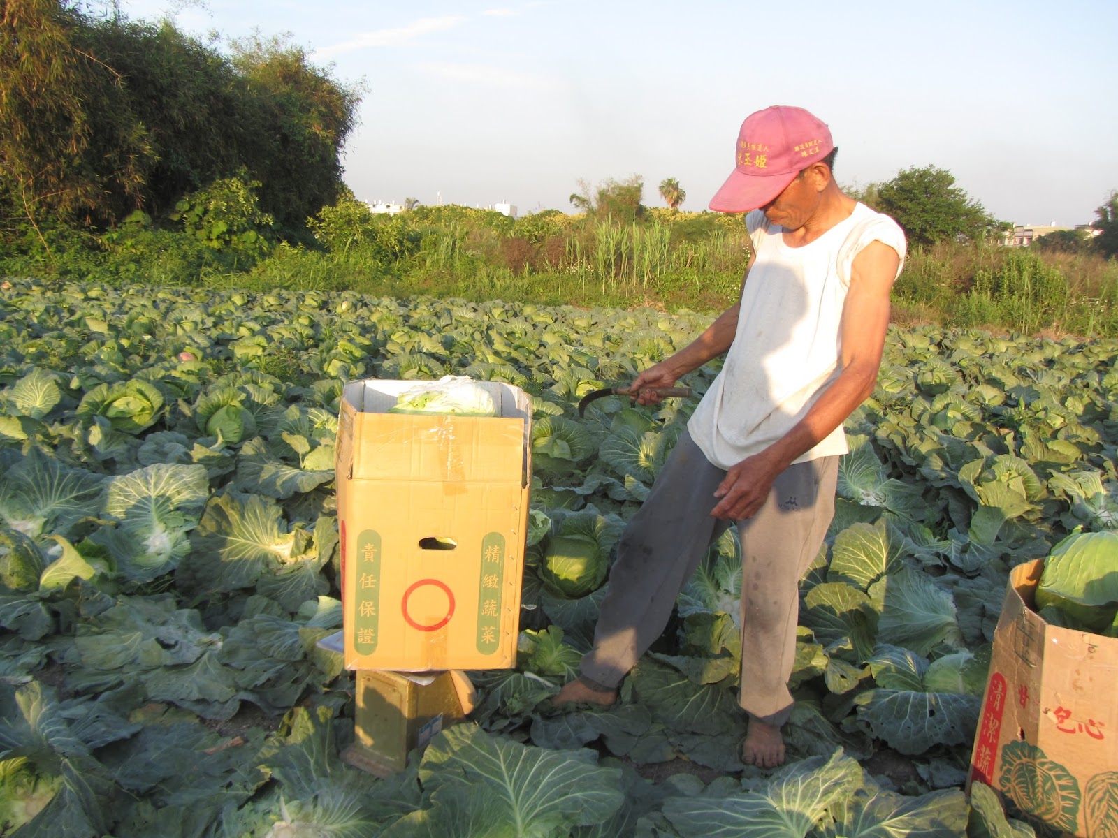 Estudiando Agricultura en Taiwán: Repollo — caja para traslado