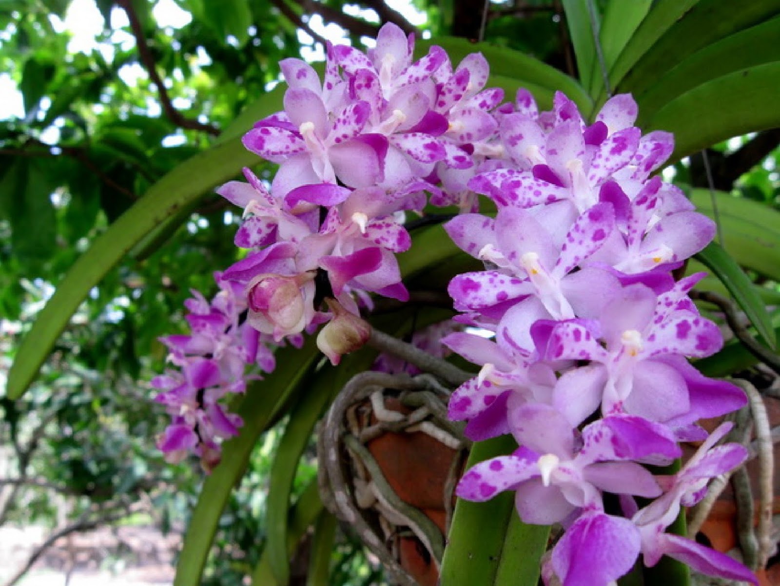 Grow and care Aerides rosea orchid - The Rose Colored Aerides ...