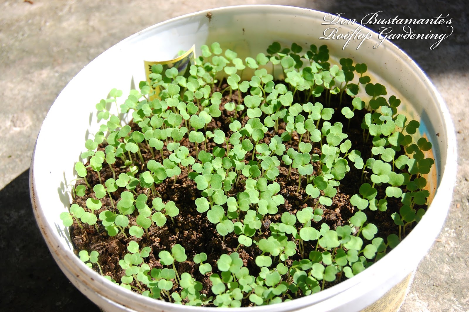 Don Bustamante's Rooftop Garden: Tips For Sowing Seeds
