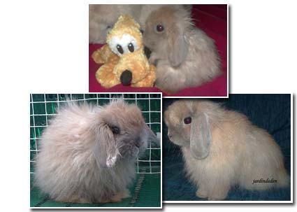 Blue Dream lapins nains