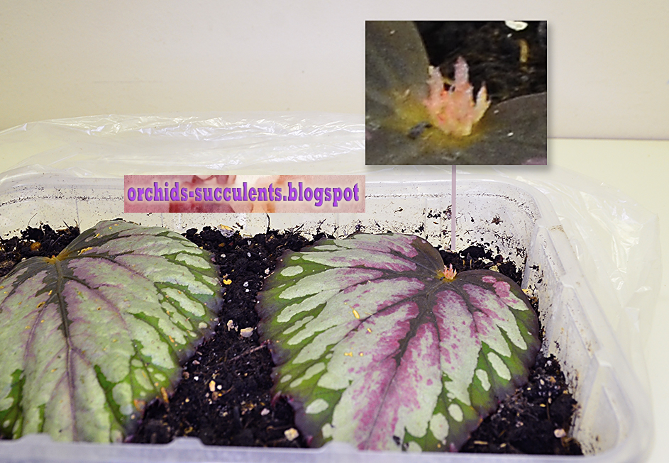 Begonia rex ‘Salsa’ [Μπιγκόνια η ρεξ ποικ. Σάλσα] | Ορχιδέες και Παχύφυτα