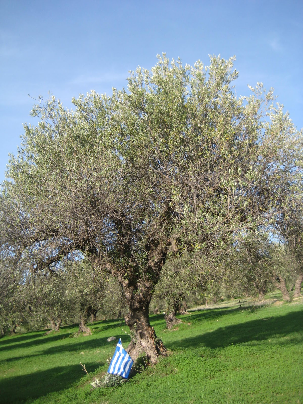 Lola Maslinovo Ulje Krit: Stablo masline - mitologija i simbolizam