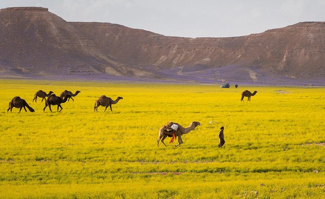 Spring Colors of Saudi Arabia : r/BeautifulSaudiArabia