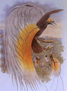 Astronomia: Apus ( Ave do Paraíso )