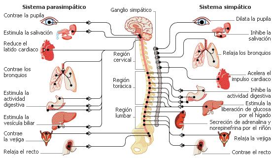 Funciones del Sistema Nervioso
