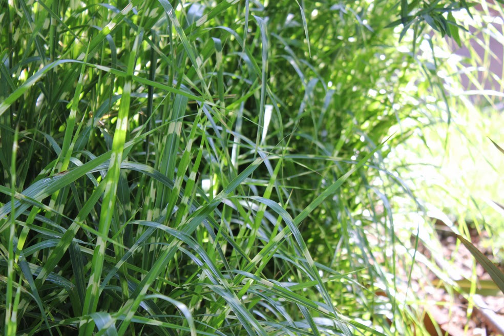 Gardening in Africa: Ornamental grasses in the garden