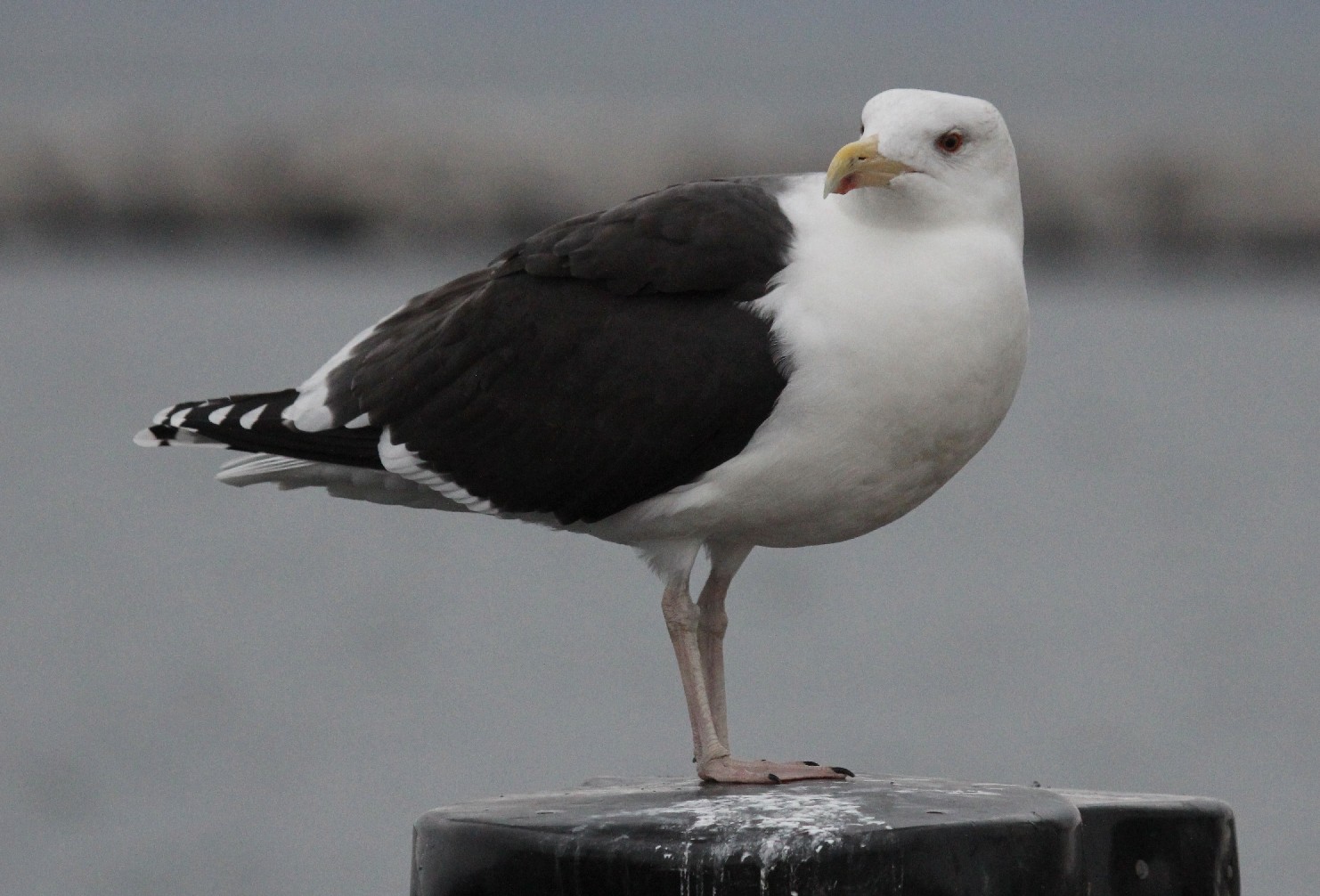 New England Coastal Birds: "Three Days of Winter Seabirding on Cape Cod ...