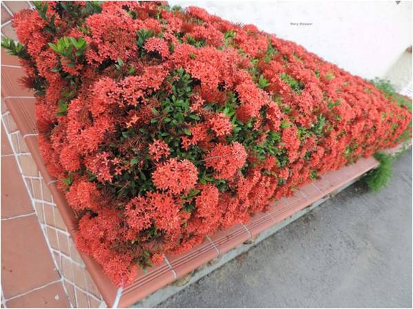 CRONICAS DE CUCUTA: 1351.- FLORES DE CUCUTA