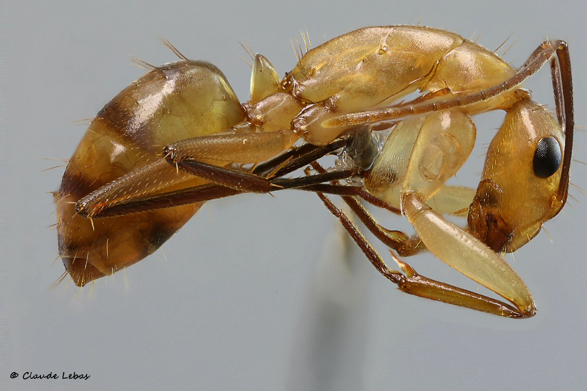 fourmis de Cuba- Hormigas de Cuba- Ants of Cuba: Camponotus ramulorum