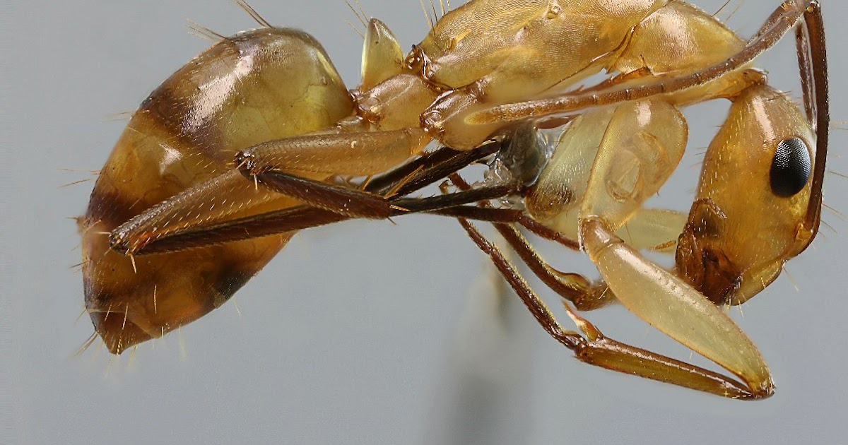 fourmis de Cuba- Hormigas de Cuba- Ants of Cuba: Camponotus ramulorum