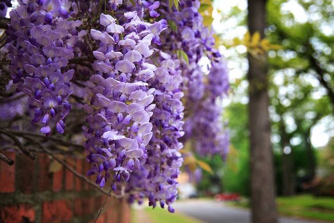 Say it with flowers : Glicina (Wisteria sp.) : Benvinguts/Welcome